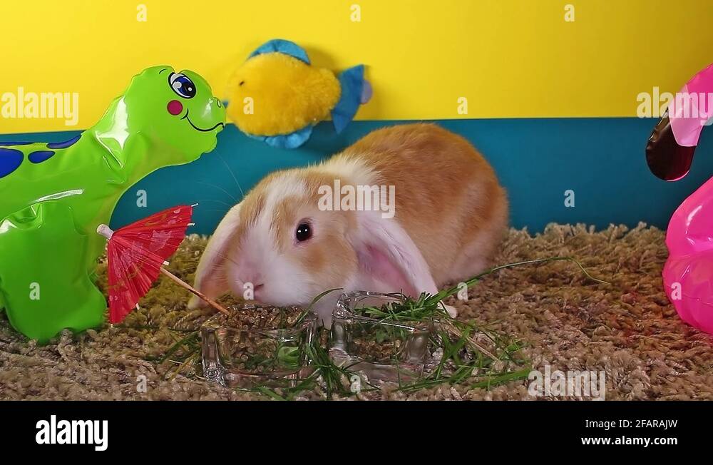 Rabbit funny Stock Videos & Footage - HD and 4K Video Clips - Alamy