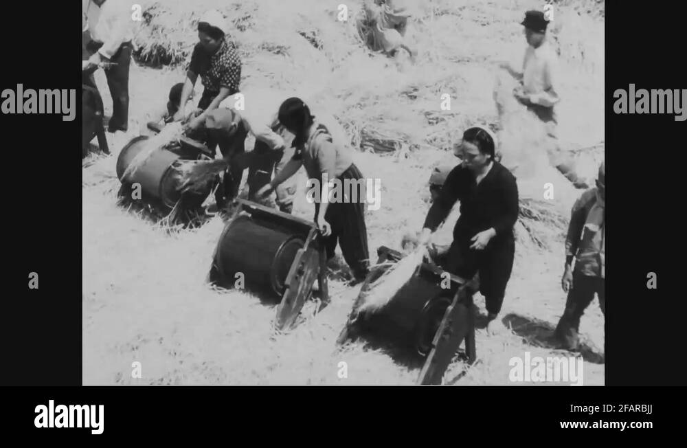 Japanese farmers threshing rice crops using machinery - 1945 Stock ...
