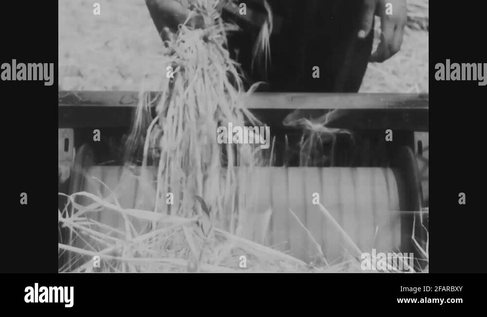 Farmer threshing rice crops using machinery - 1945 Stock Video Footage ...