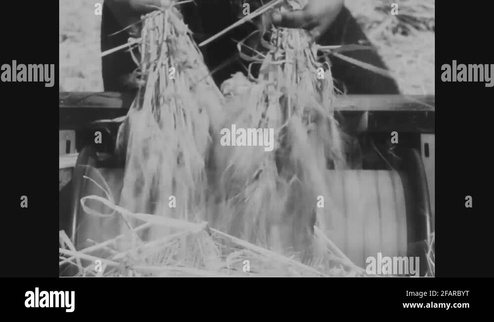 Farm woman threshing rice Stock Videos & Footage - HD and 4K Video ...