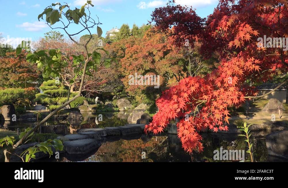 Ko’ko bird Stock Videos & Footage - HD and 4K Video Clips - Alamy