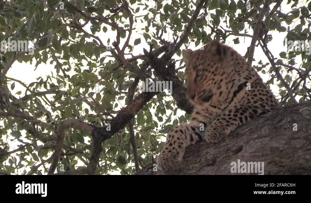 Camouflaged Female Leopard in a Marula Tree, African Safari Stock Video ...