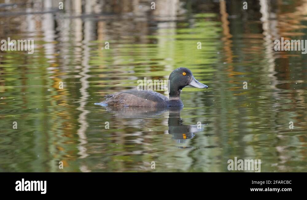 Predation in nature Stock Videos & Footage - HD and 4K Video Clips - Alamy