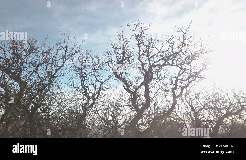 Oak brush Stock Videos & Footage - HD and 4K Video Clips - Alamy