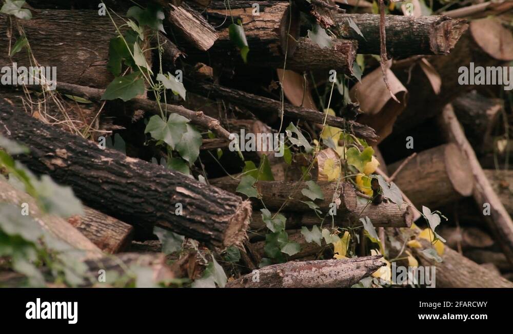 Chopped branch tree Stock Videos & Footage - HD and 4K Video Clips - Alamy