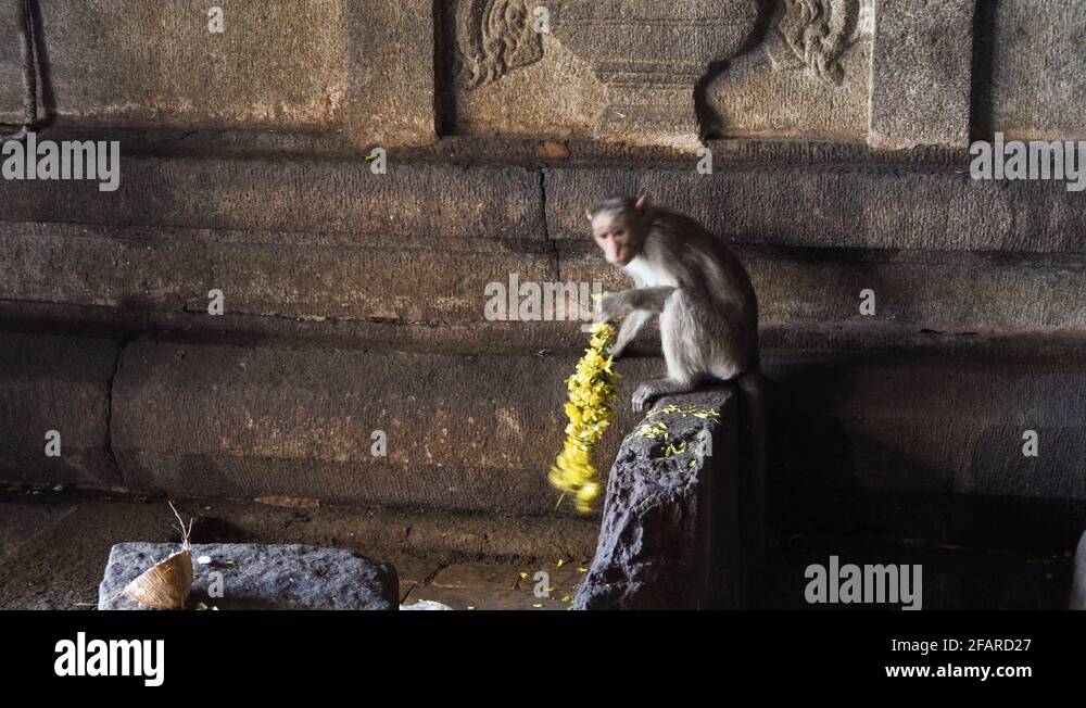 Monkey sitting on rocks Stock Videos & Footage - HD and 4K Video Clips ...