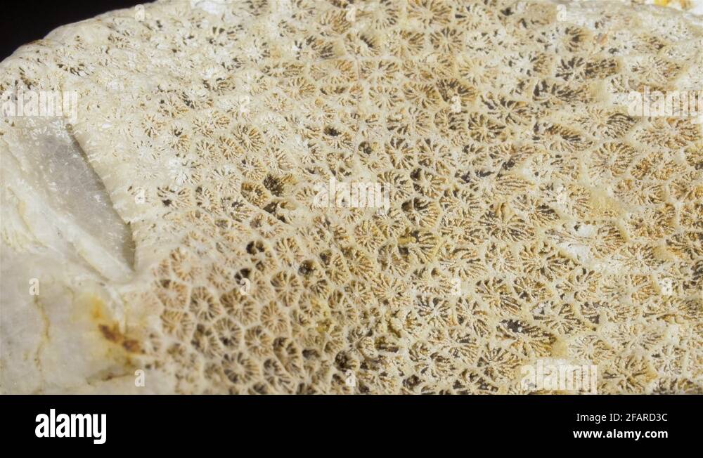 Limestone with sea shells fossils Stock Videos & Footage - HD and 4K ...