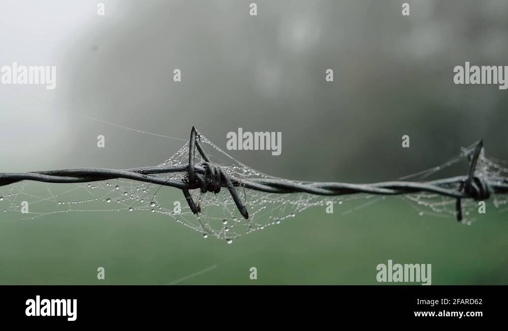 Spider cob Stock Videos & Footage - HD and 4K Video Clips - Alamy