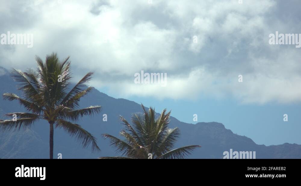 70 palm trees Stock Videos & Footage - HD and 4K Video Clips - Alamy 70 palm trees Stock Videos & Footage - HD and 4K Video Clips - Alamy