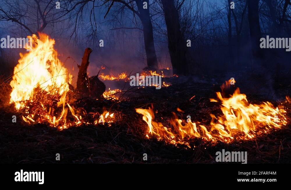 Wildfire flames smoke burning Stock Videos & Footage - HD and 4K Video ...