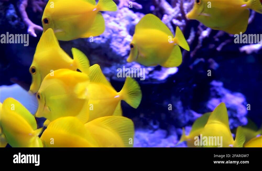Fishfeeding Stock Videos & Footage - HD and 4K Video Clips - Alamy