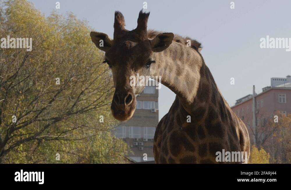 Giraffe looking up Stock Videos & Footage - HD and 4K Video Clips - Alamy