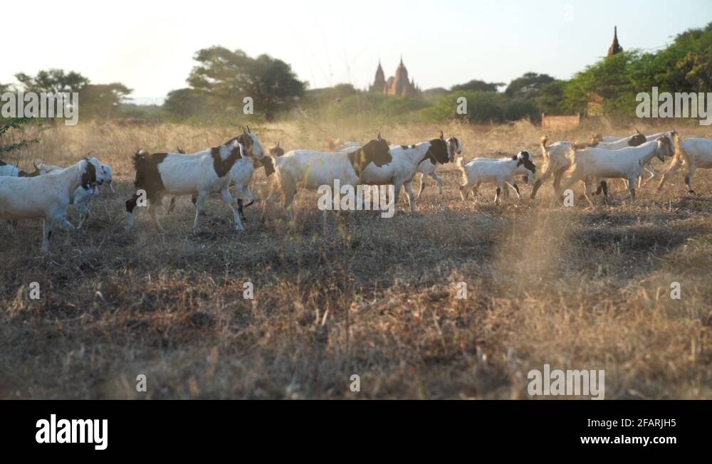 Plain temple Stock Videos & Footage - HD and 4K Video Clips - Alamy