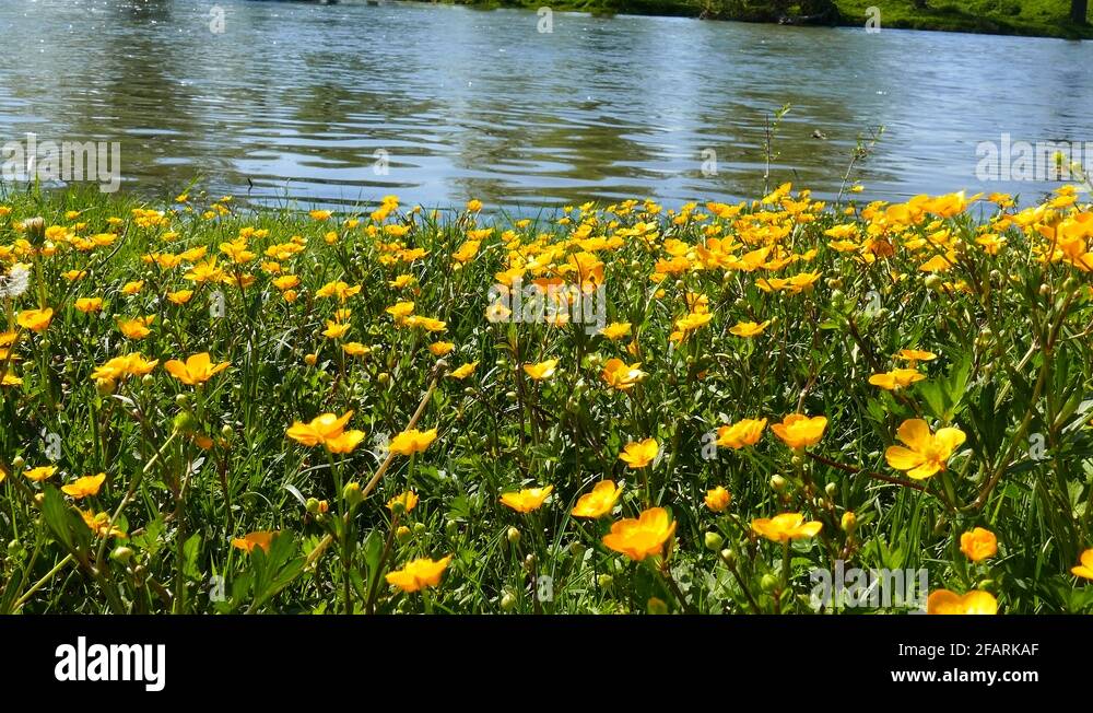 Bank of spring flowers Stock Videos & Footage - HD and 4K Video Clips ...