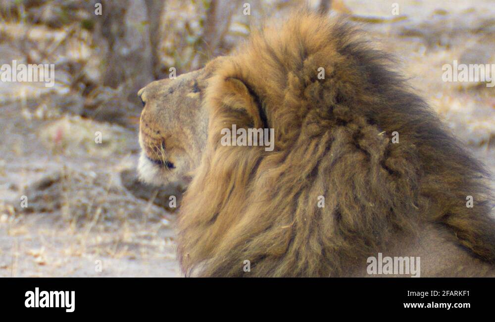 Lions head profile Stock Videos & Footage - HD and 4K Video Clips - Alamy