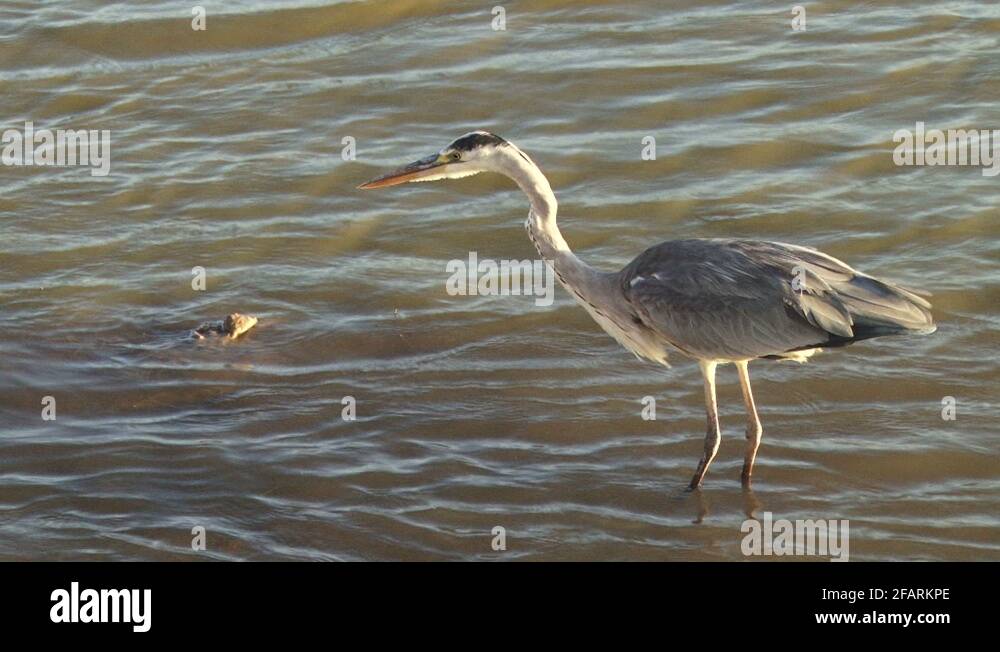 Unseen fish Stock Videos & Footage - HD and 4K Video Clips - Alamy
