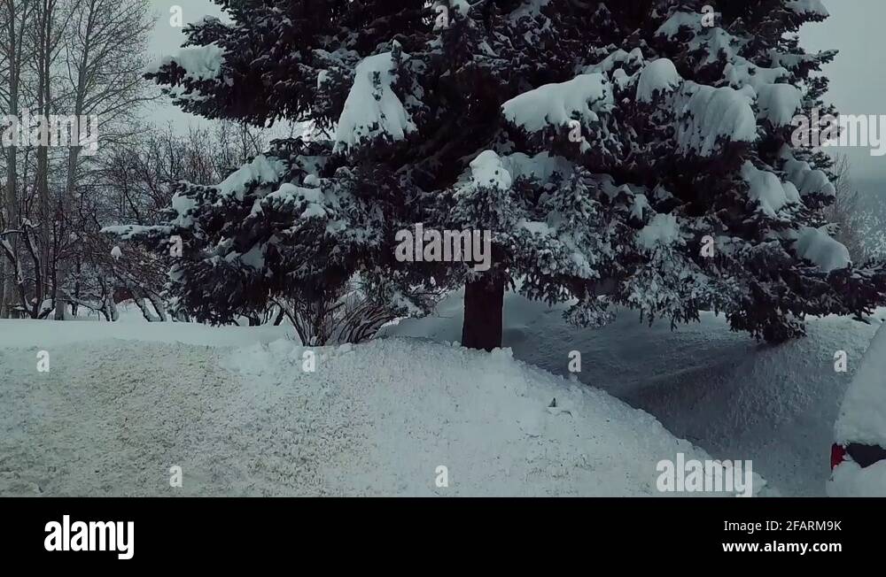 Colorado spruce in snow Stock Videos & Footage - HD and 4K Video Clips ...