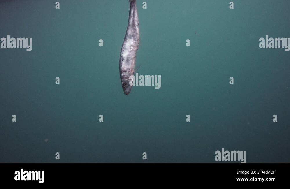 A small dead fish being gently dropped into a tank fed to a much bigger ...