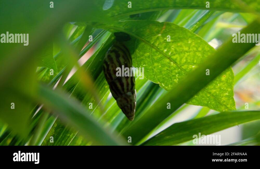 Cassava leaf Stock Videos & Footage - HD and 4K Video Clips - Alamy