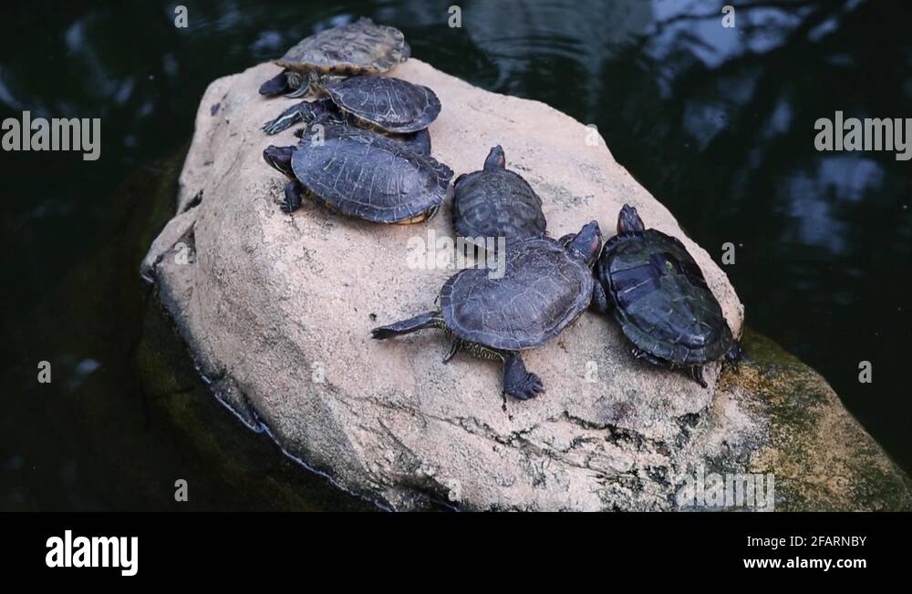 Sea turtles culture Stock Videos & Footage - HD and 4K Video Clips - Alamy