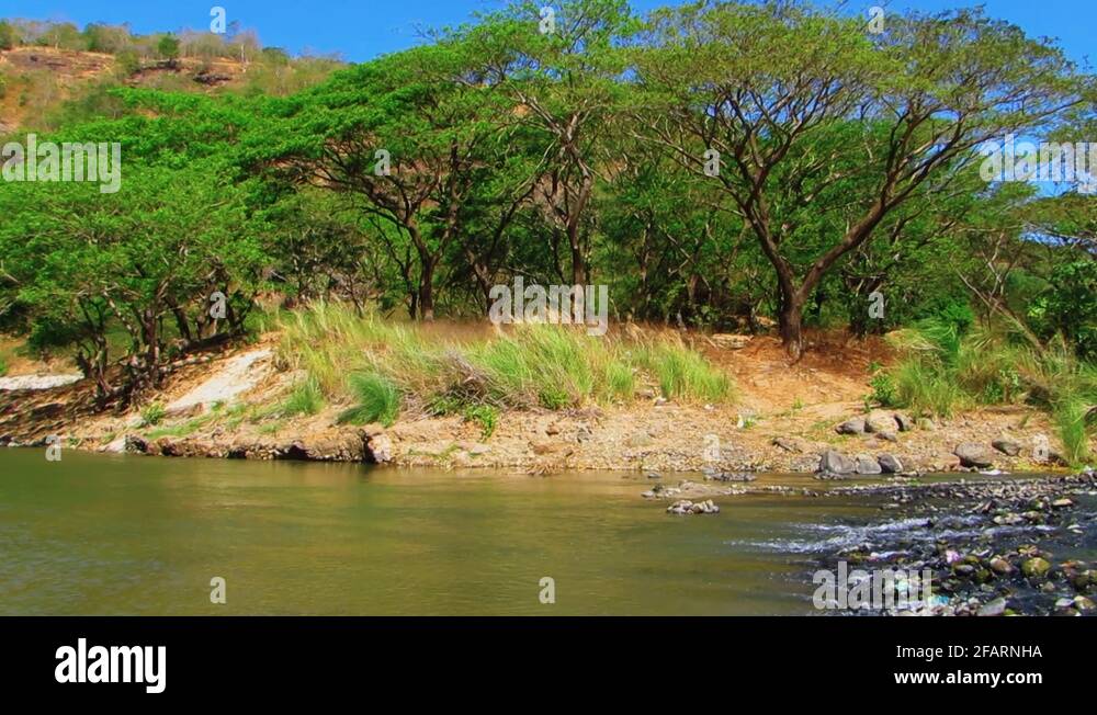 Weather in summer soil trees trees Stock Videos & Footage - HD and 4K ...