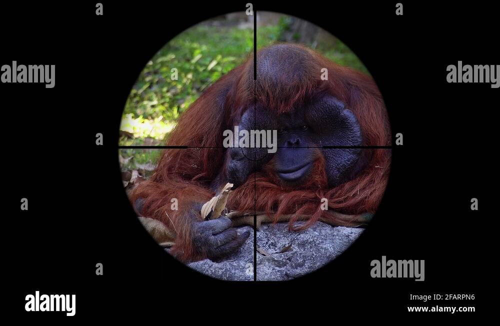 Orangutan Monkey (Pongo) Seen in Gun Rifle Scope. Wildlife Hunting ...