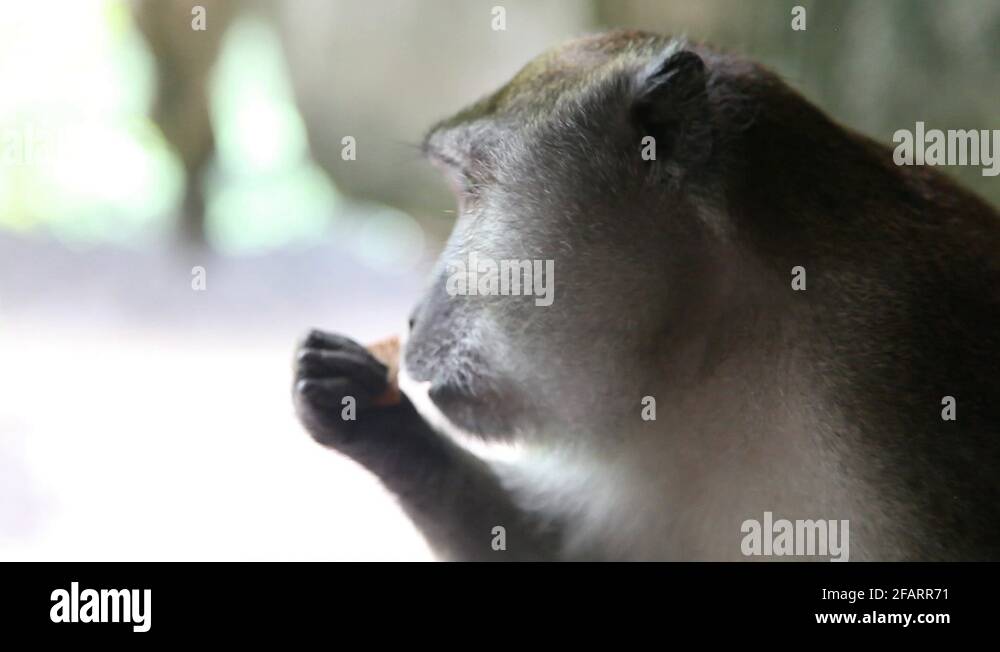 Monkey eating crackers Stock Videos & Footage - HD and 4K Video Clips ...