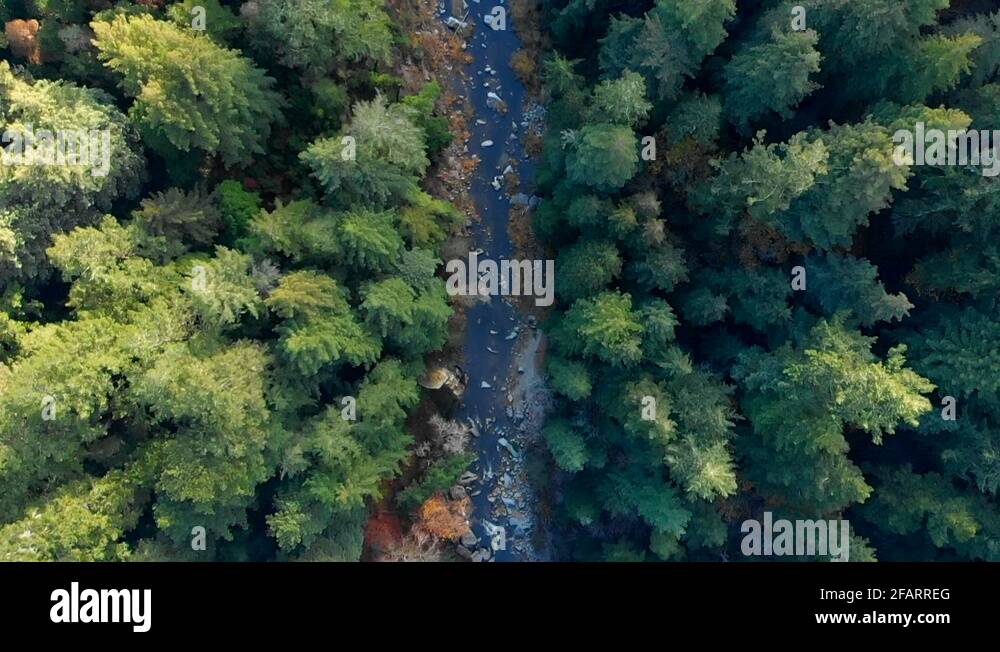 Top-down view of woods with a tilt up to a mountain through lens flare ...