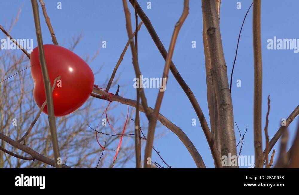 Balloon tree stuck Stock Videos & Footage - HD and 4K Video Clips - Alamy