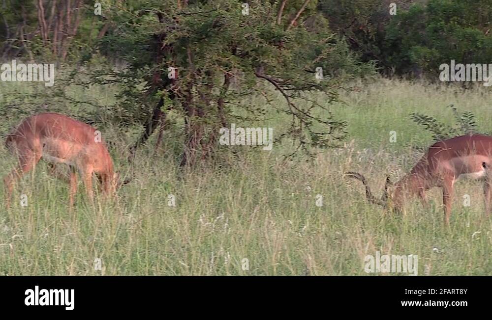 Impala rutting Stock Videos & Footage - HD and 4K Video Clips - Alamy