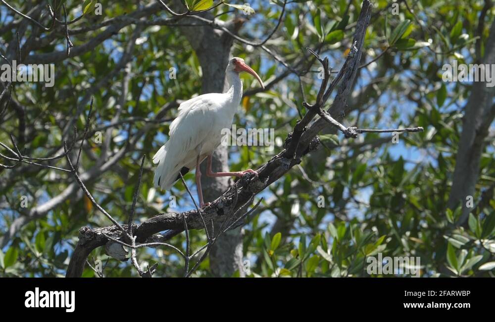 Costa rica ibis Stock Videos & Footage - HD and 4K Video Clips - Alamy