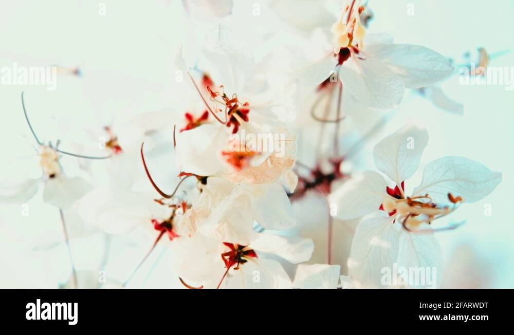 High key flower Stock Videos & Footage - HD and 4K Video Clips - Alamy