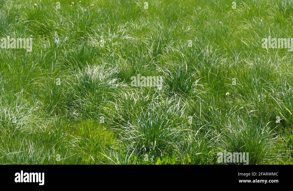 Lush grass Stock Videos & Footage - HD and 4K Video Clips - Alamy