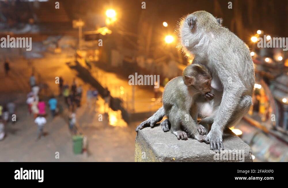 Hairy cave Stock Videos & Footage - HD and 4K Video Clips - Alamy