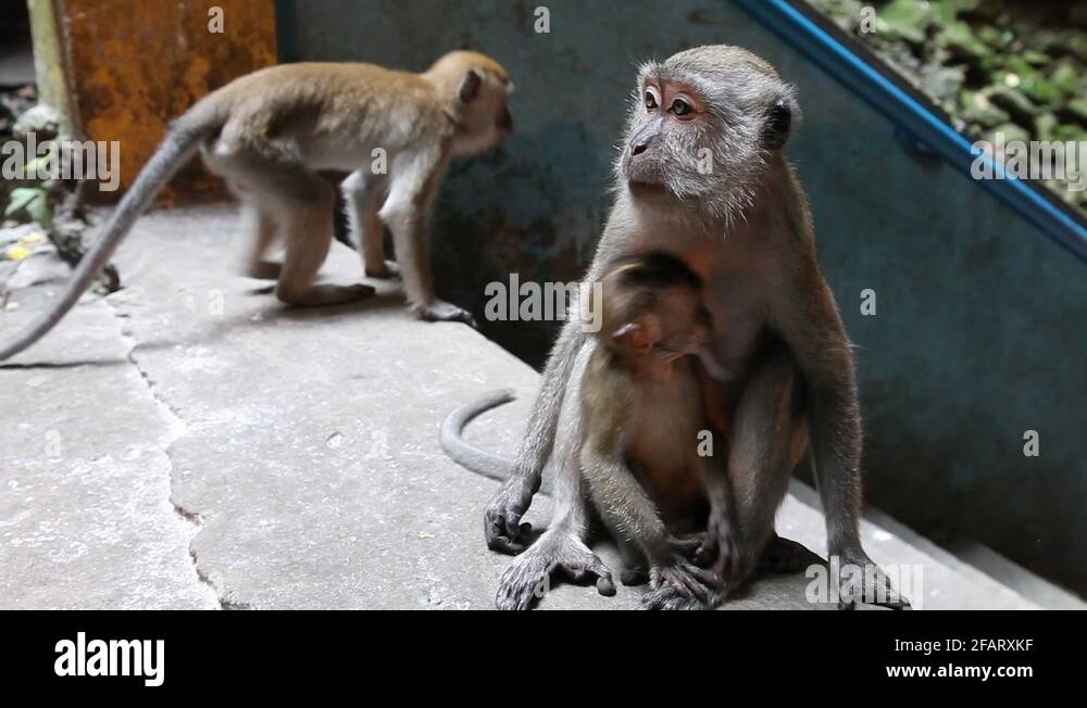 Monkey mother nursing baby Stock Videos & Footage - HD and 4K Video ...