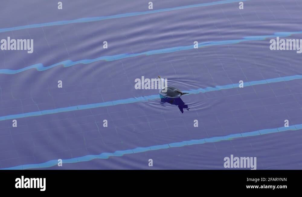 Seagull in swimming pool Stock Videos & Footage - HD and 4K Video Clips ...