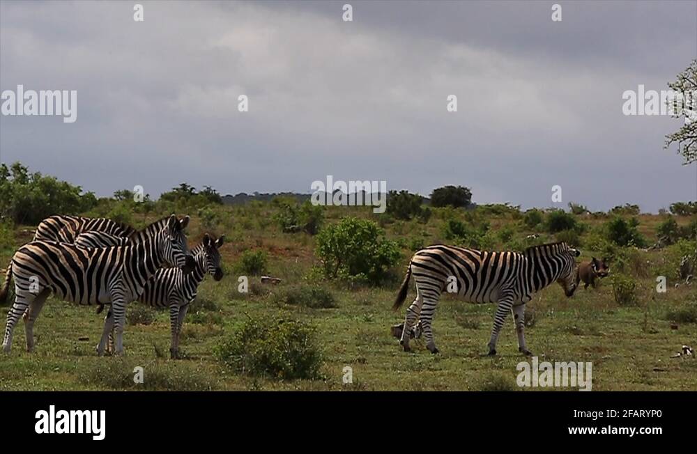 African grazing animals Stock Videos & Footage - HD and 4K Video Clips ...