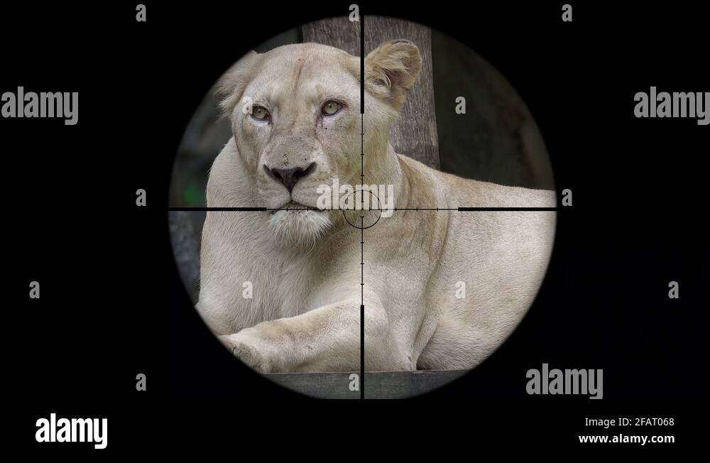 Female Lion Seen in Gun Rifle Scope. Wildlife Hunting. Poaching ...