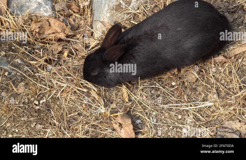 Nami Island closeup wild black rabbit eating grass top view Stock Video ...