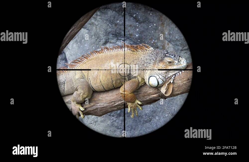 Iguana Seen in Gun Rifle Scope. Wildlife Hunting. Poaching Endangered ...
