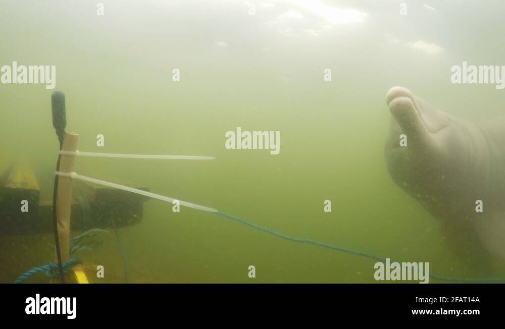 Underwater microphone Stock Videos & Footage - HD and 4K Video Clips ...