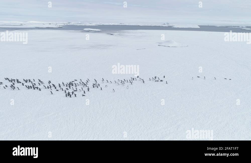 Arctic continent Stock Videos & Footage - HD and 4K Video Clips - Alamy