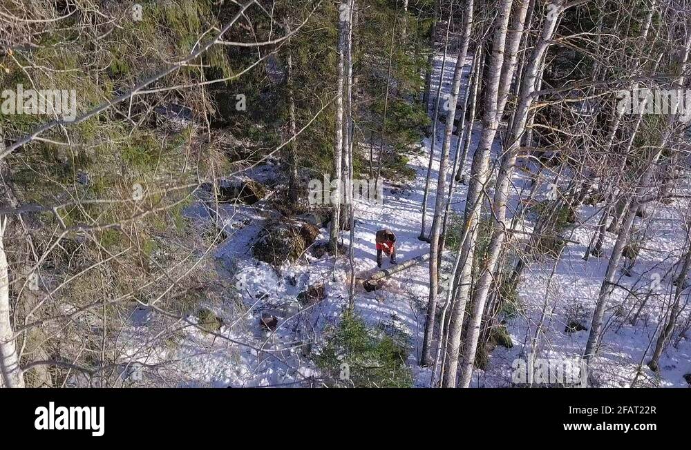 Man cutting trees in forest Stock Videos & Footage - HD and 4K Video ...