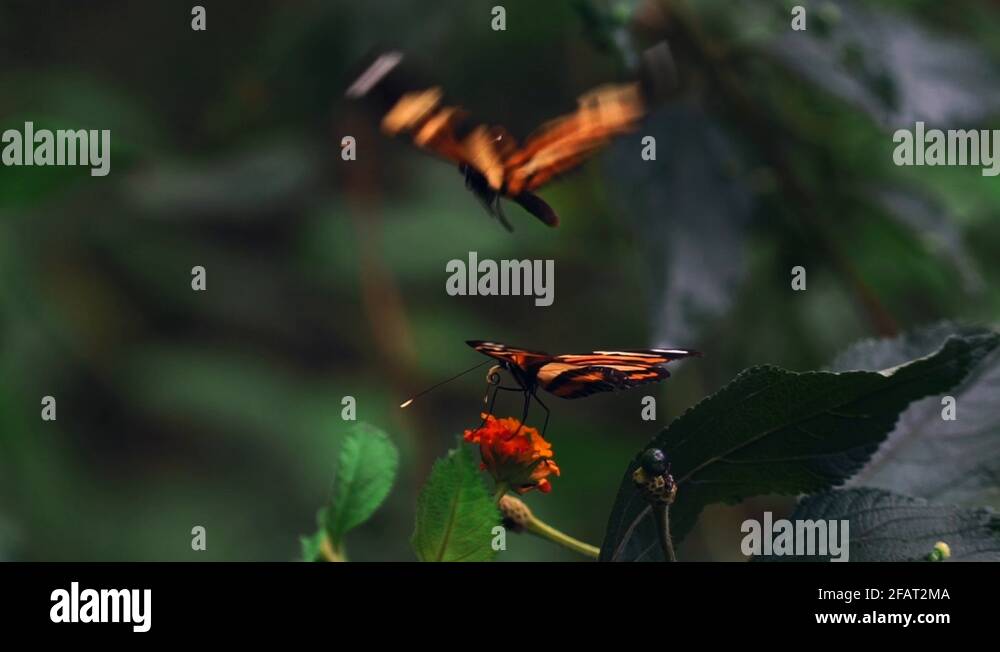 Mating butterfly Stock Videos & Footage - HD and 4K Video Clips - Alamy