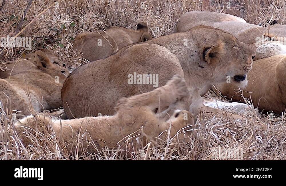 A side view lioness Stock Videos & Footage - HD and 4K Video Clips - Alamy