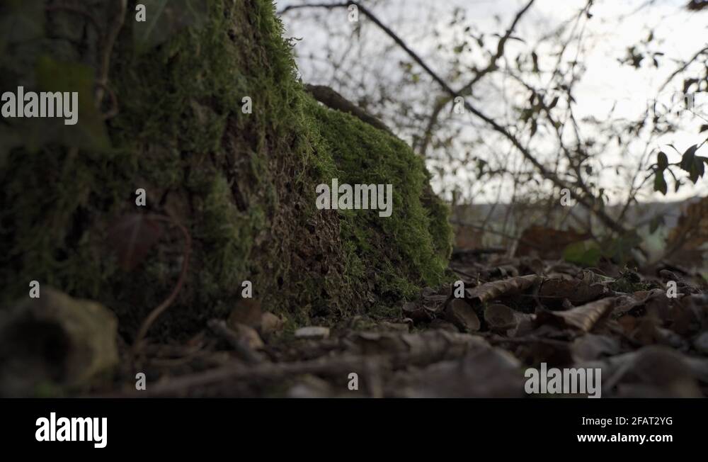 Forest life Stock Videos & Footage - HD and 4K Video Clips - Alamy