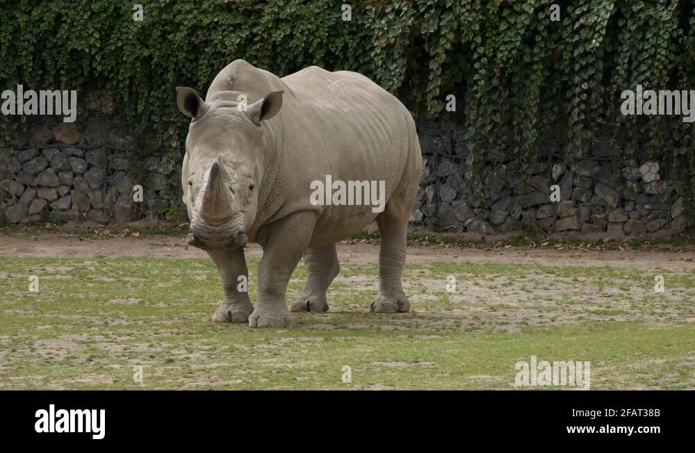 White rino Stock Videos & Footage - HD and 4K Video Clips - Alamy