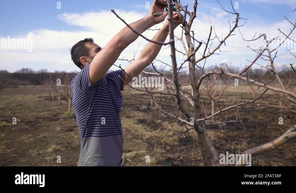 Pruning apple trees Stock Videos & Footage - HD and 4K Video Clips - Alamy