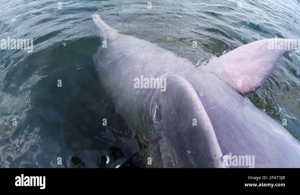 Freshwater river dolphin Stock Videos & Footage - HD and 4K Video Clips ...