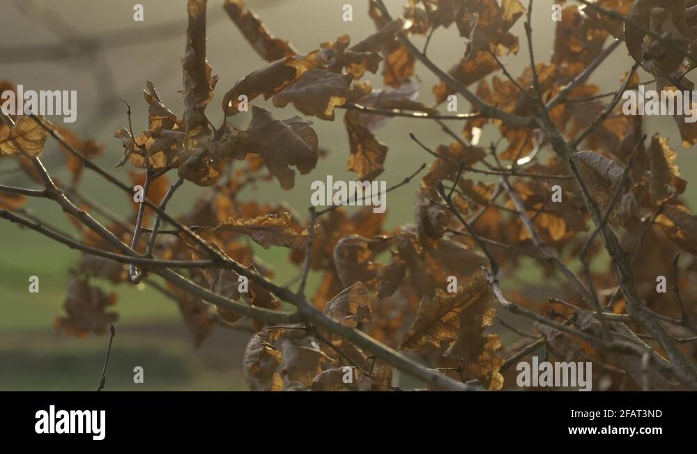 Forest of peace Stock Videos & Footage - HD and 4K Video Clips - Alamy